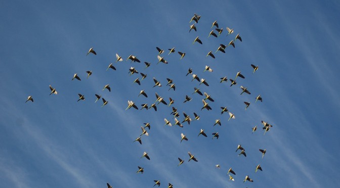 BrooklynParrots.com - Info on wild Monk Parakeets (AKA Quaker Parrots ...