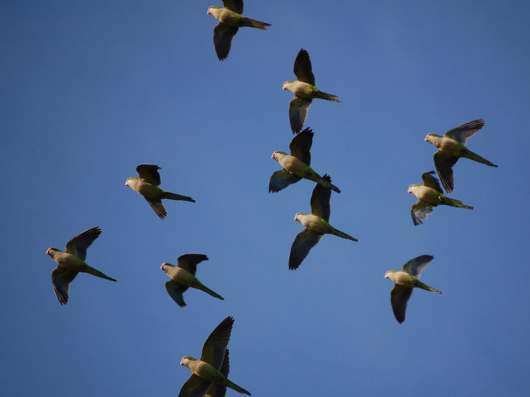 The Wild Brooklyn Parrot FAQ - BrooklynParrots.com