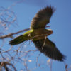 BrooklynParrots.com – about those wild monk parakeets of Kings County, NY