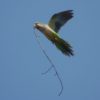 BrooklynParrots.com – about those wild monk parakeets of Kings County, NY