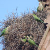 BrooklynParrots.com – about those wild monk parakeets of Kings County, NY