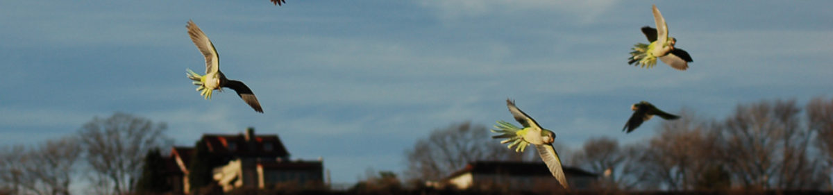 BrooklynParrots.com – all about those wild monk parakeets of Kings ...