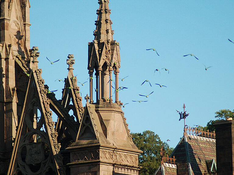 BrooklynParrots.com – about those wild monk parakeets of Kings County, NY
