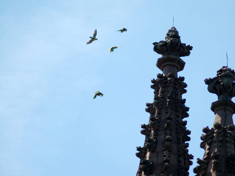 BrooklynParrots.com - about those wild monk parakeets of Kings County, NY