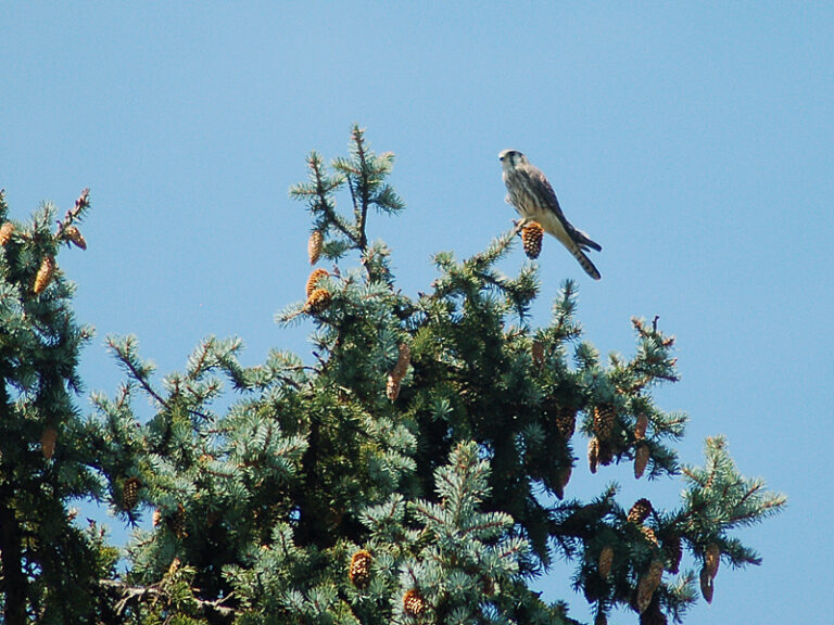 BrooklynParrots.com - about those wild monk parakeets of Kings County, NY