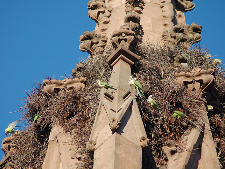 BrooklynParrots.com - about those wild monk parakeets of Kings County, NY