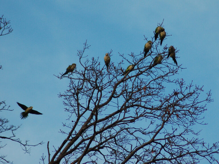 BrooklynParrots.com - about those wild monk parakeets of Kings County, NY