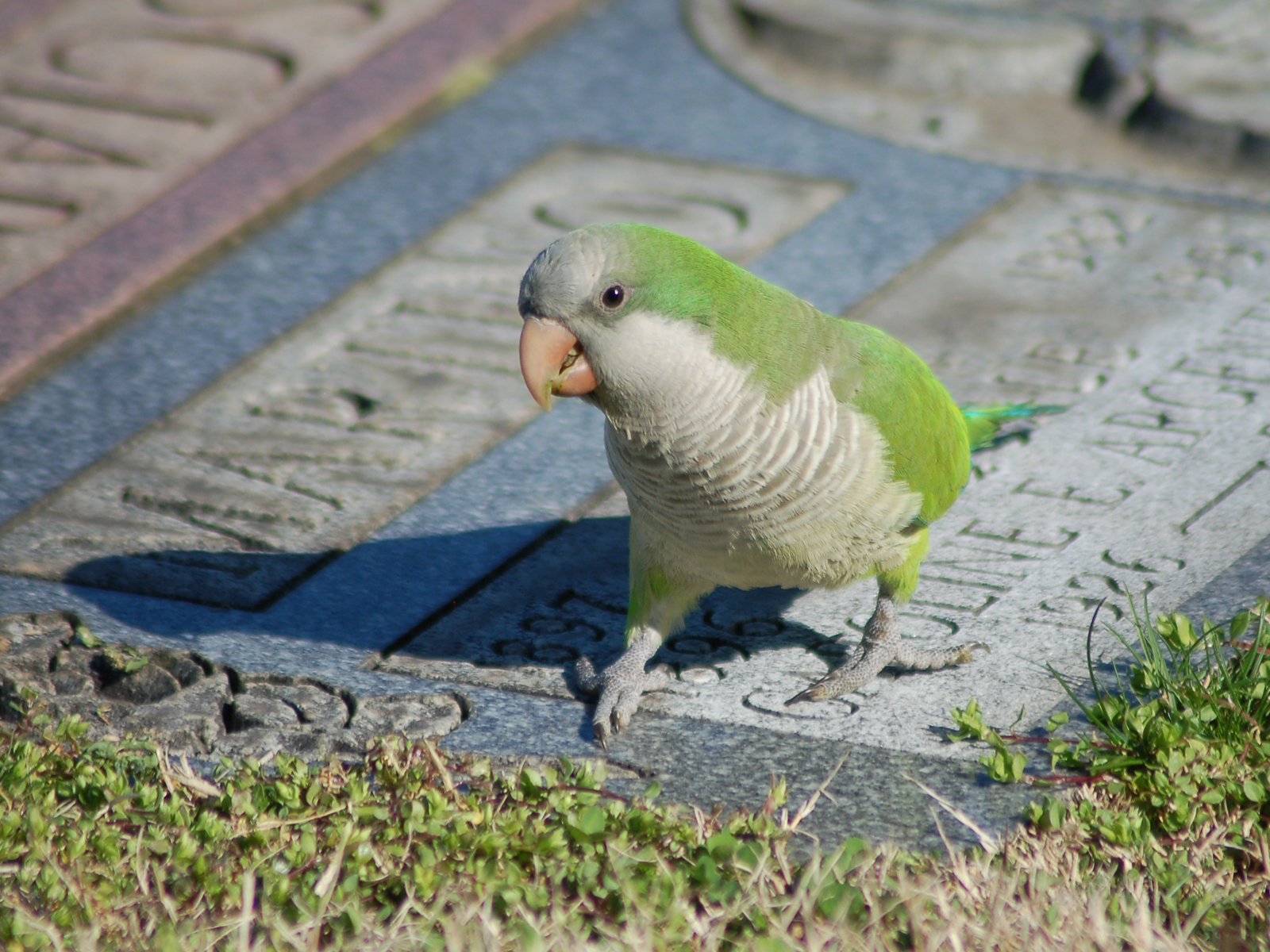 The Wild Brooklyn Parrot FAQ - BrooklynParrots.com