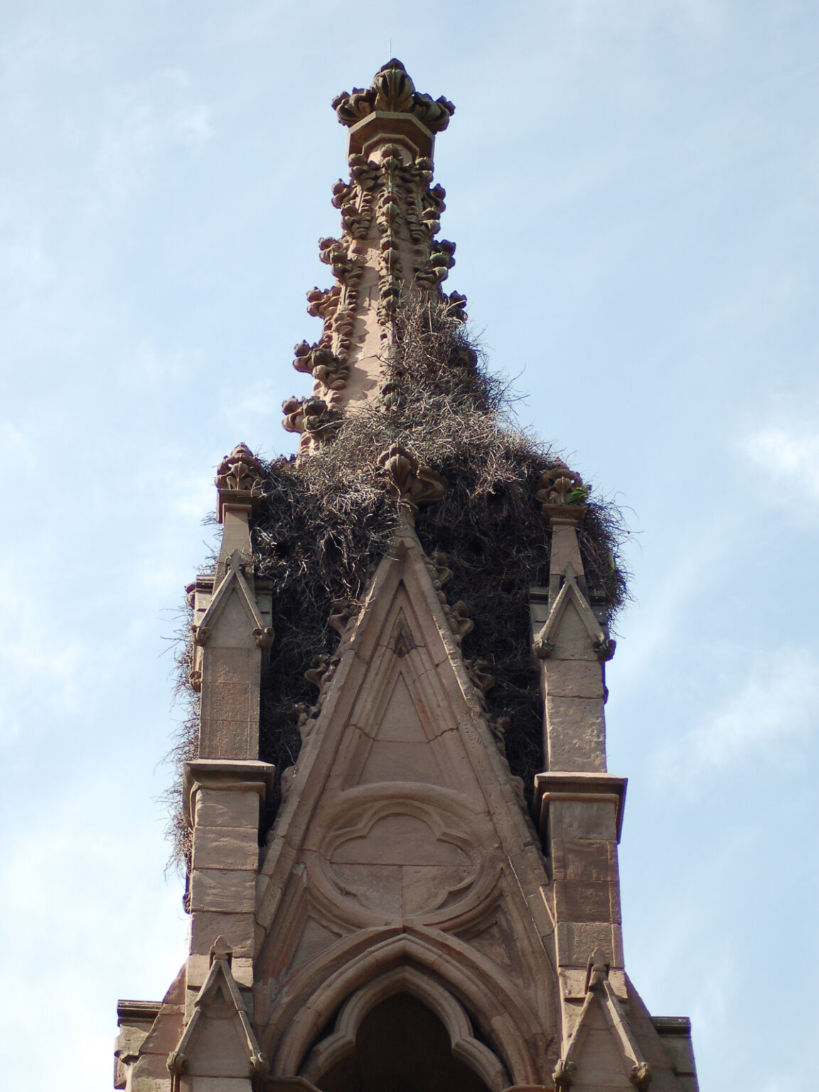 BrooklynParrots.com - about those wild monk parakeets of Kings County, NY