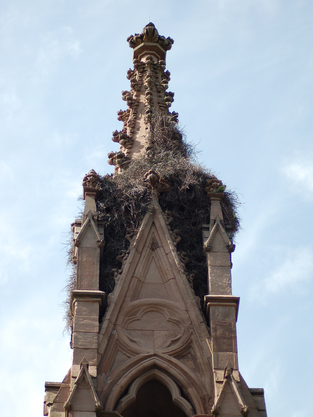 BrooklynParrots.com - about those wild monk parakeets of Kings County, NY