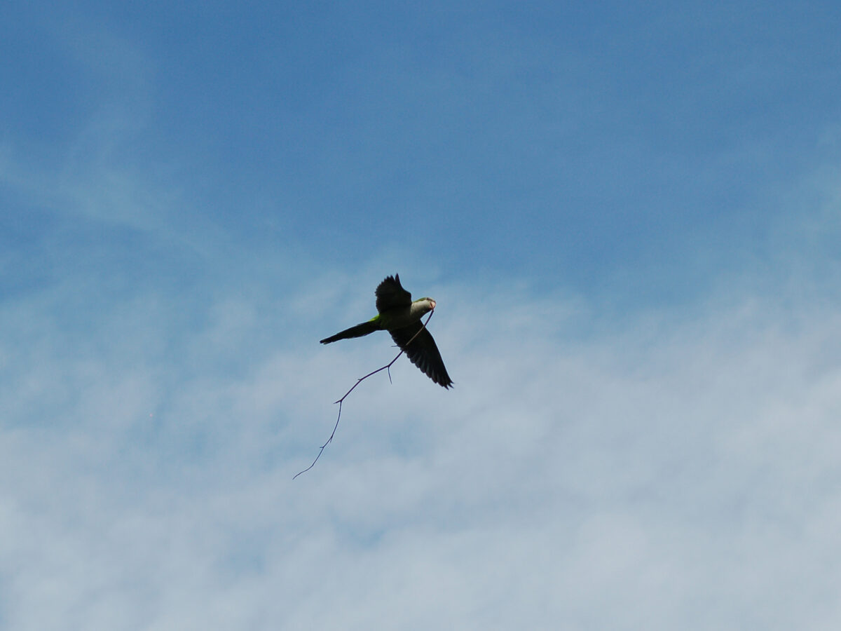 BrooklynParrots.com - about those wild monk parakeets of Kings County, NY