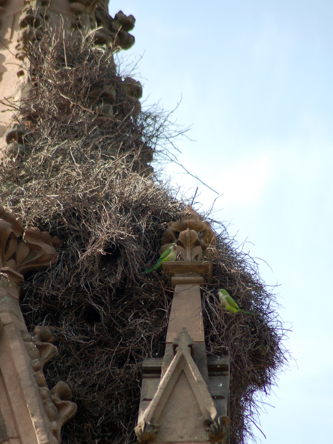 BrooklynParrots.com - about those wild monk parakeets of Kings County, NY