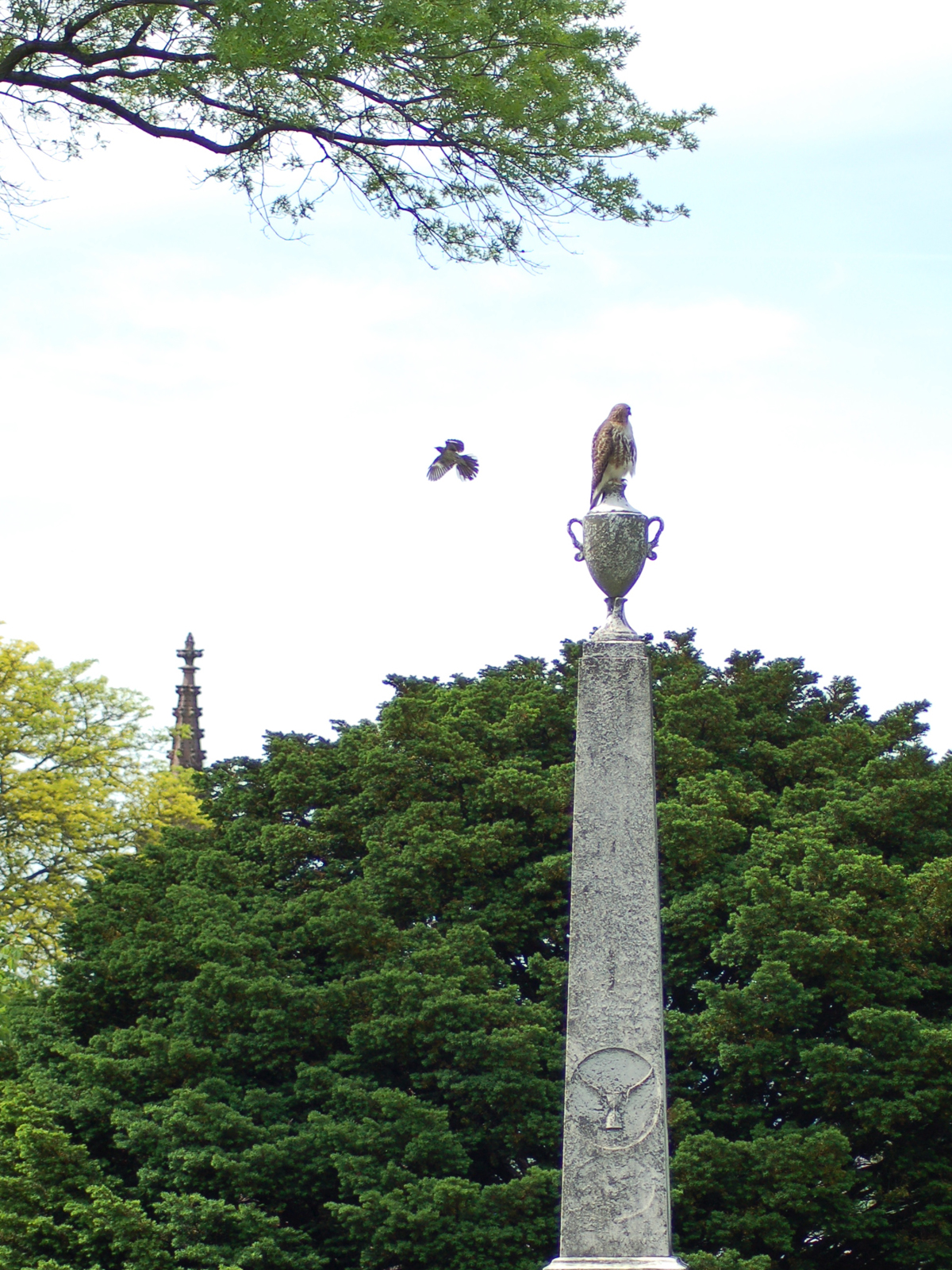 BrooklynParrots.com - about those wild monk parakeets of Kings County, NY