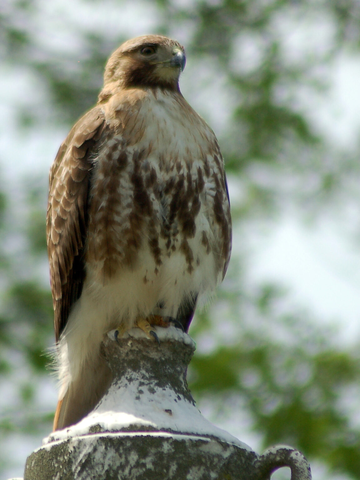 BrooklynParrots.com - about those wild monk parakeets of Kings County, NY