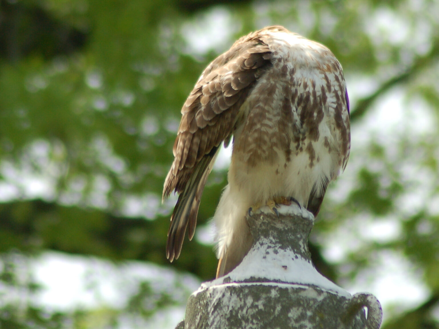 BrooklynParrots.com - about those wild monk parakeets of Kings County, NY