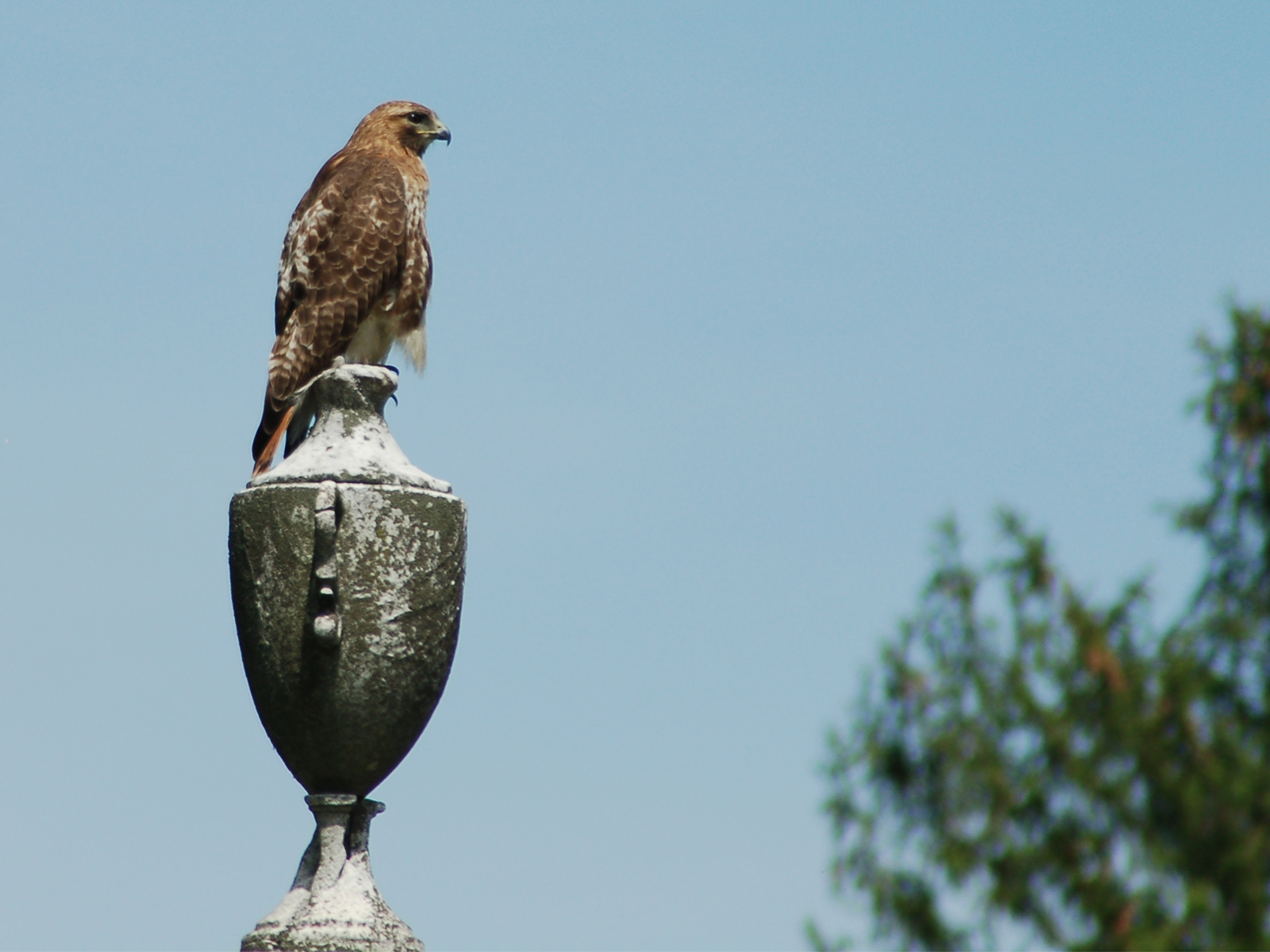 BrooklynParrots.com - about those wild monk parakeets of Kings County, NY