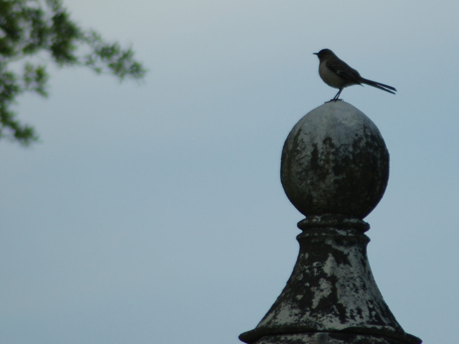 BrooklynParrots.com – about those wild monk parakeets of Kings County, NY