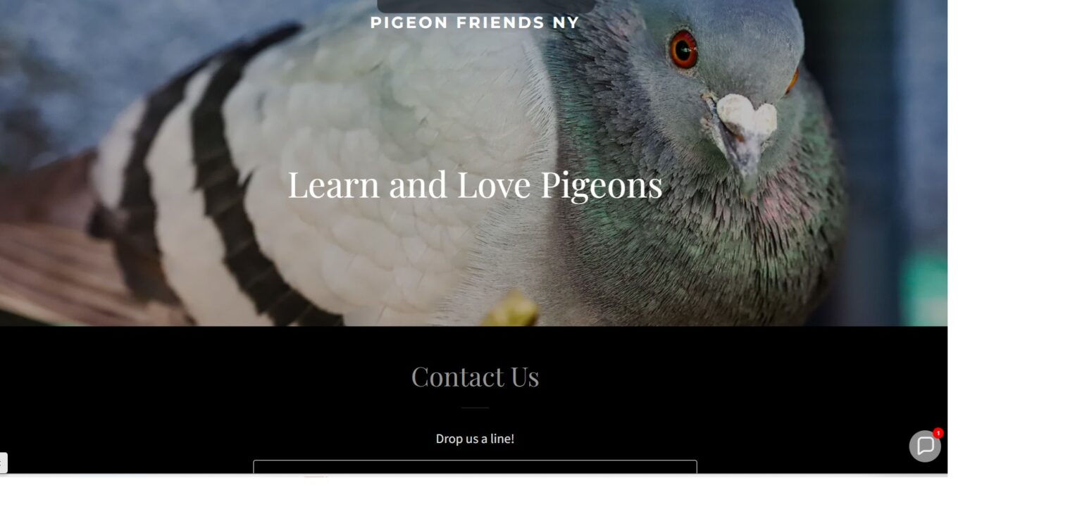 New NY pigeon-specific site coming soon… - BrooklynParrots.com