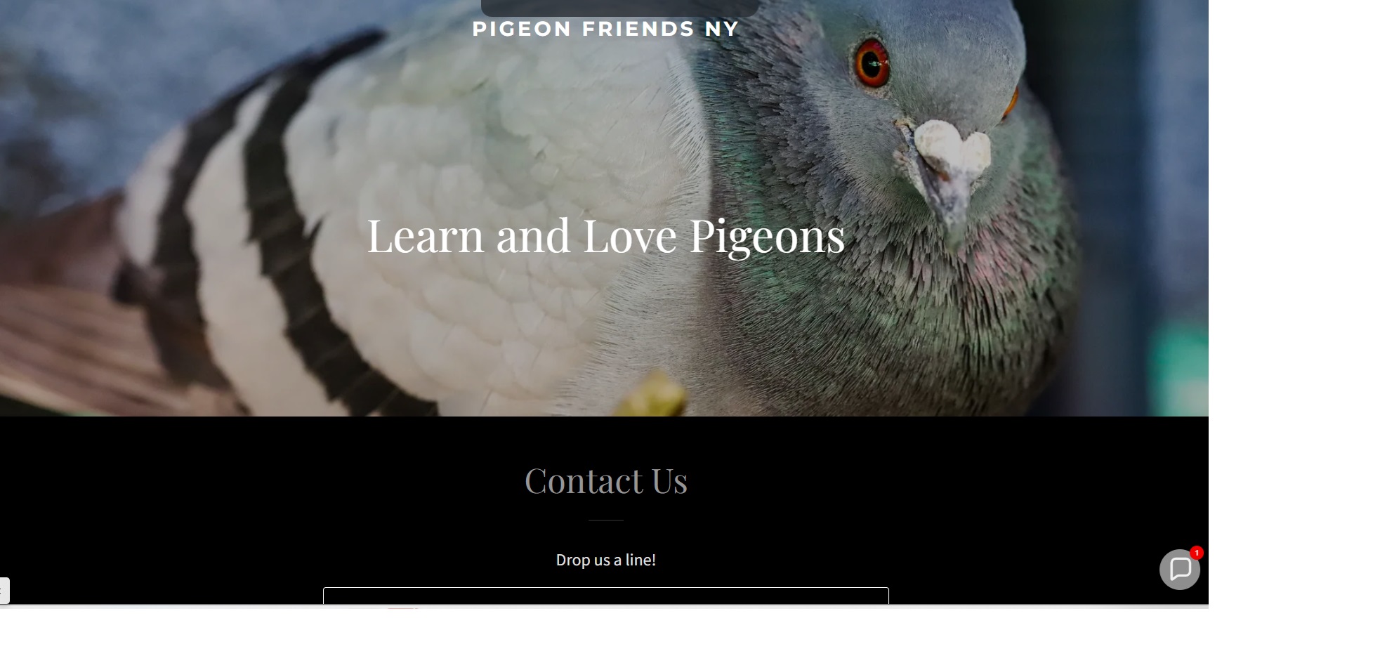 BrooklynParrots.com - about those wild monk parakeets of Kings County ...